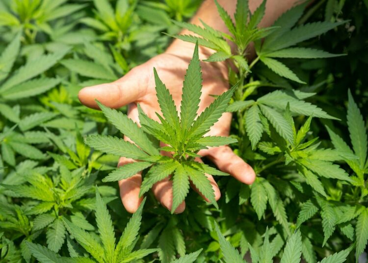 National Weed Day- What Is 420 and Why Is It Celebrated?
